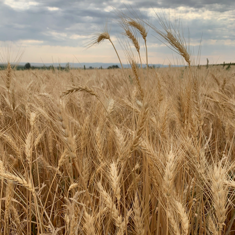 Fairhaven Mill | Organic & Whole Grain Flour Since 1974