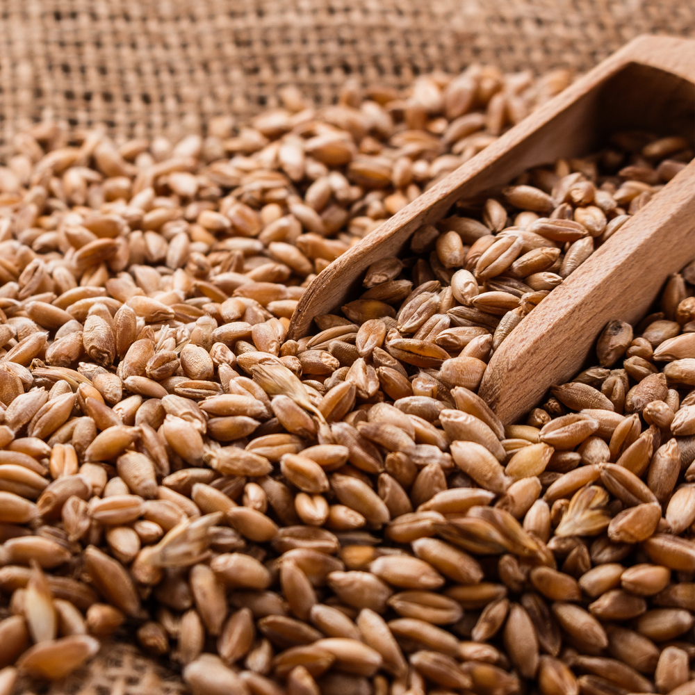 Organic Grains | Fairhaven Mill