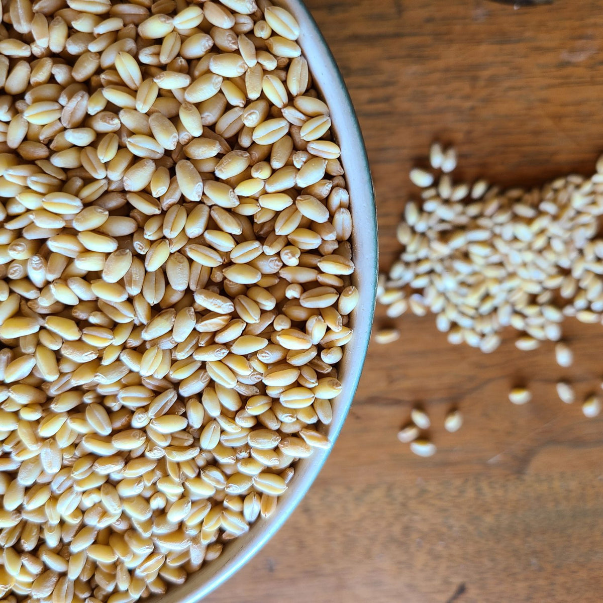 Organic Soft White Wheat | Fairhaven Mill